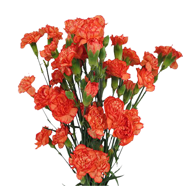 Mini Claveles (10 tallos) – Cerro Punta